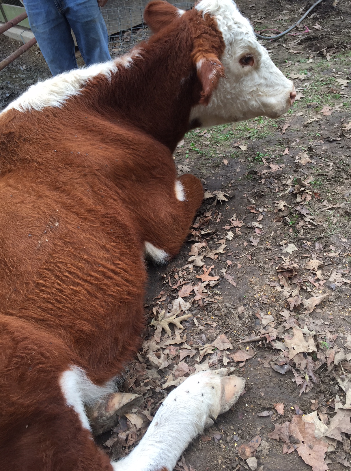 Downer Cow – Dr Vet Sonya