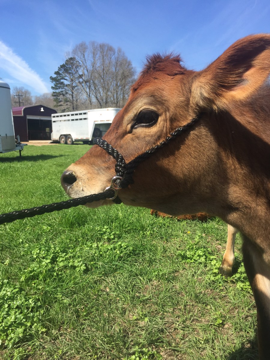 Calf Breaking Halter – Dr Vet Sonya