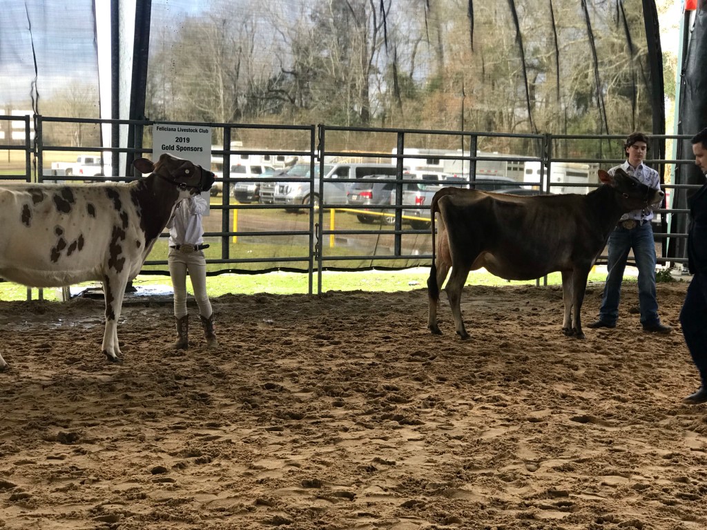 Animals and Sunburn – Dr Vet Sonya