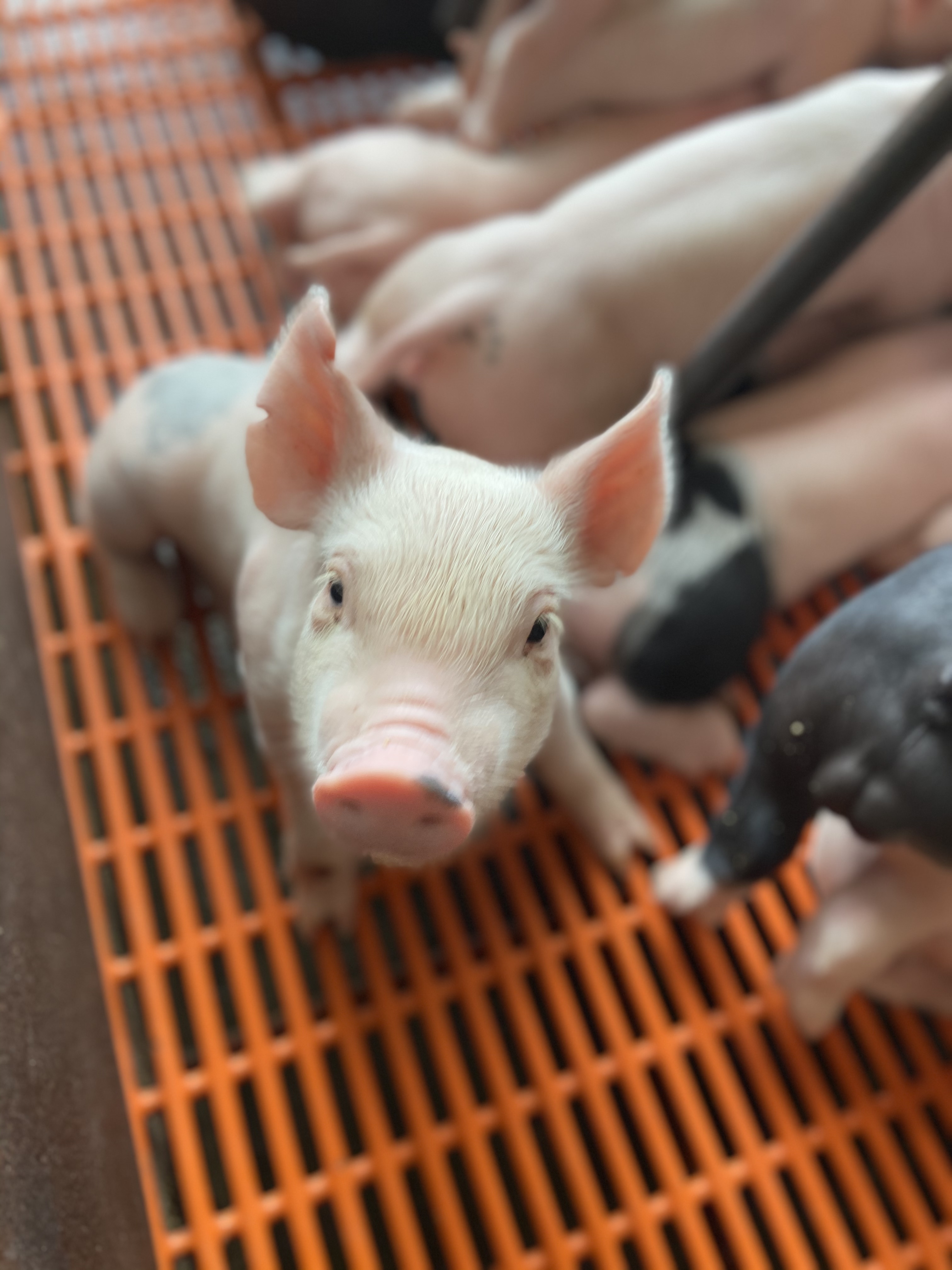 Sept 4, 2020 – Swine Identification – Dr Vet Sonya