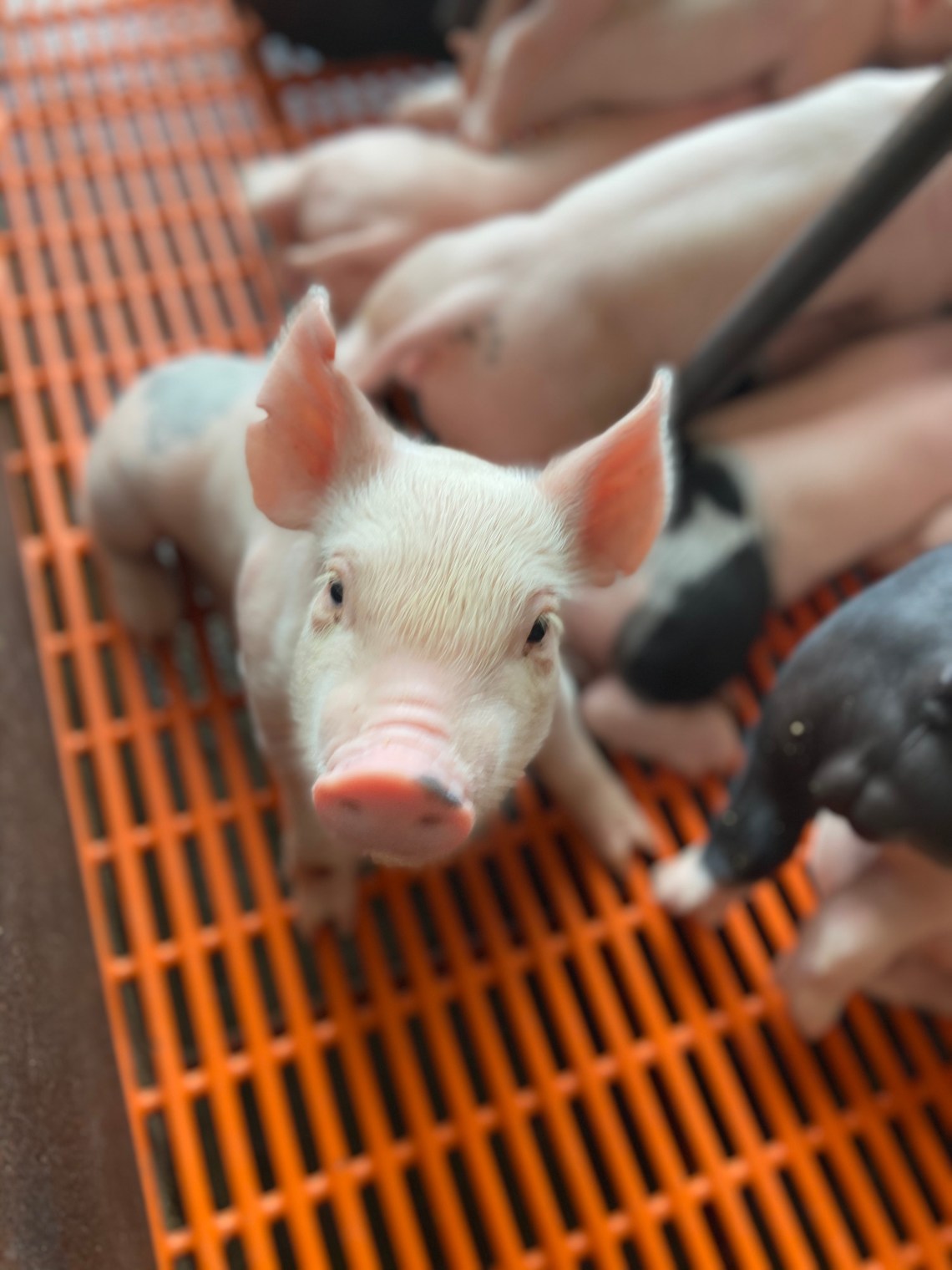 Sept 4, 2020 – Swine Identification – Dr Vet Sonya