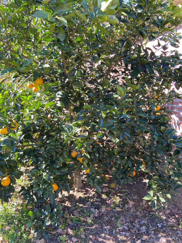 Candied Orange Peels – Dr Vet Sonya